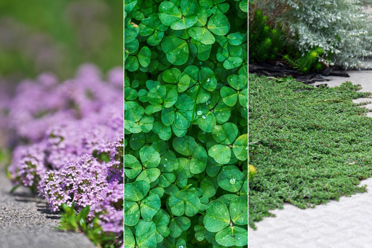 5 Low-Maintenance Landscaping Ideas for Busy Homeowners