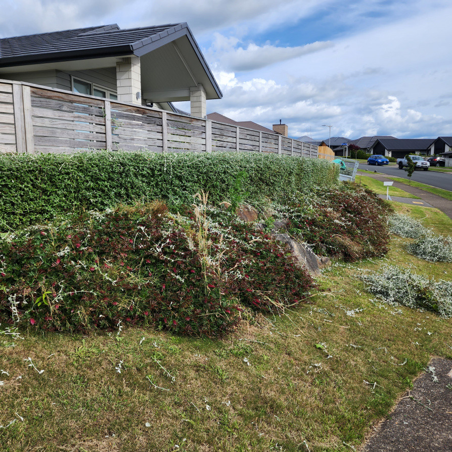 Cut back overgrown retained Lavender Hedge | Builderscrack