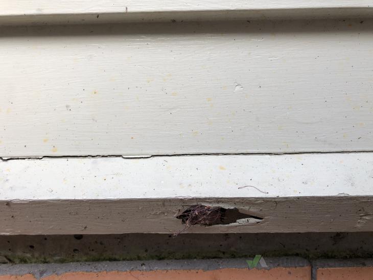 Repair wooden cladding (#939258) | Builderscrack