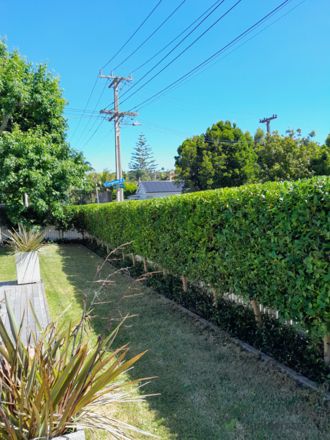 Hedges | Builderscrack