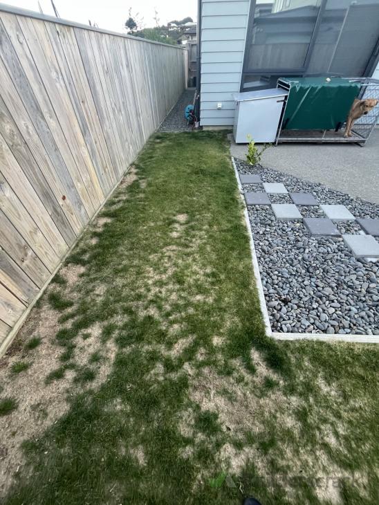 Lawn fertilisation and repair grass (#1101893) | Builderscrack