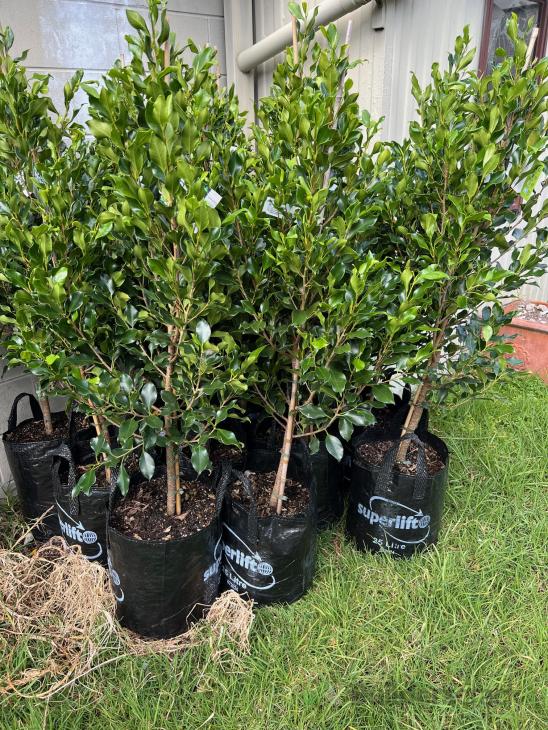 Plant and Stake Ficus Tuffy Hedge (#1166272) | Builderscrack