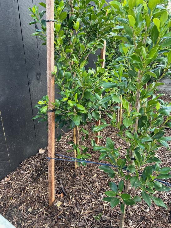 Plant and Stake Ficus Tuffy Hedge (#1166272) | Builderscrack