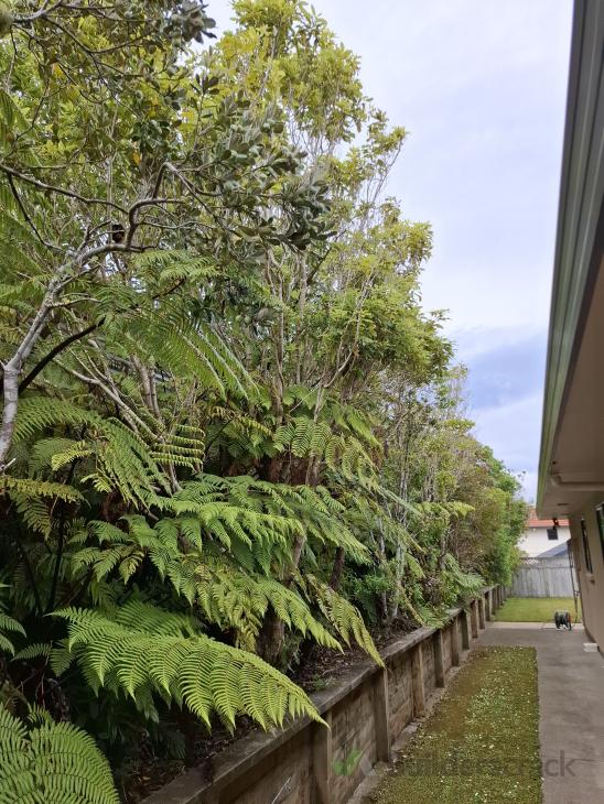 Small tree pruning and removal (#1208418) | Builderscrack