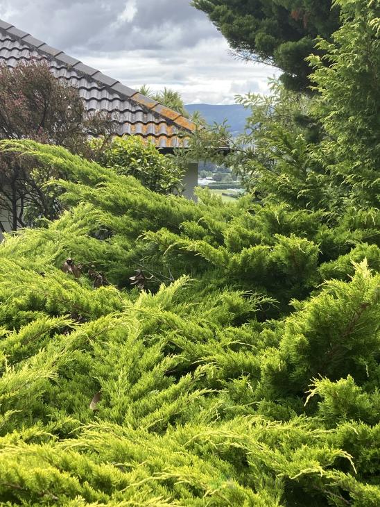 Spray roof tiles to get rid of mould. (#1210953) | Builderscrack