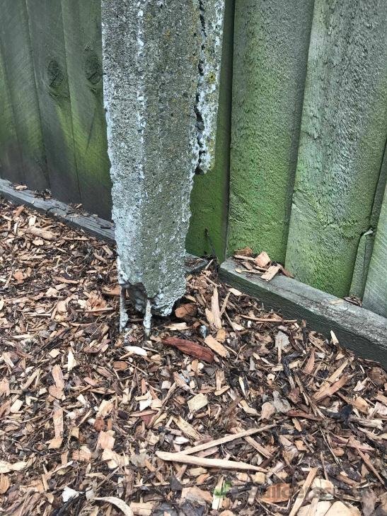 Wooden fence/concrete post repair (#254587) | Builderscrack
