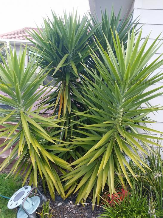 Yakka plant cutting (# 69784) | Builderscrack