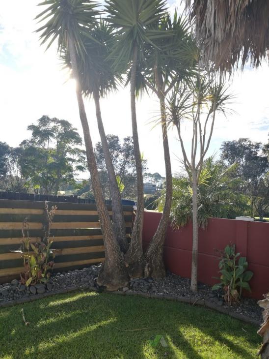 Removal of Yucca trees including stumps (# 374726) | Builderscrack