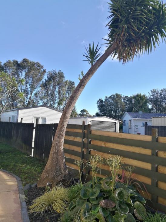 Removal of Yucca trees including stumps (# 374726) | Builderscrack