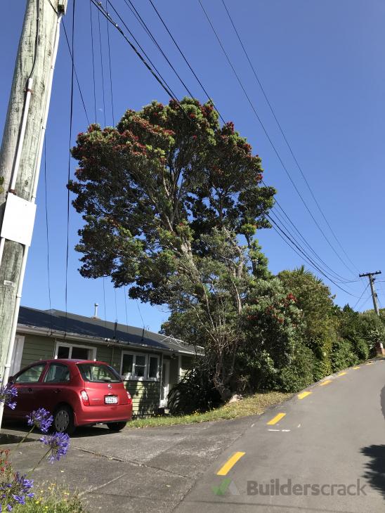 Lopsided tree (# 447867) | Builderscrack