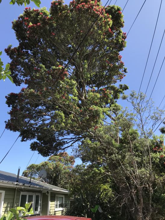 Lopsided tree (# 447867) | Builderscrack