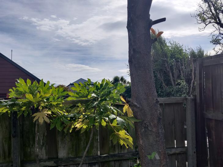 Remove and replace backyard boundary fence (#566274) | Builderscrack