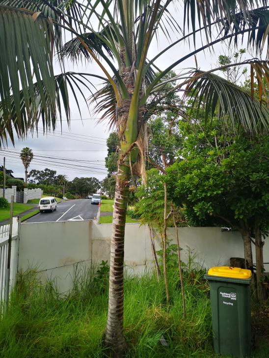 Palm Tree relocation (# 582556) | Builderscrack