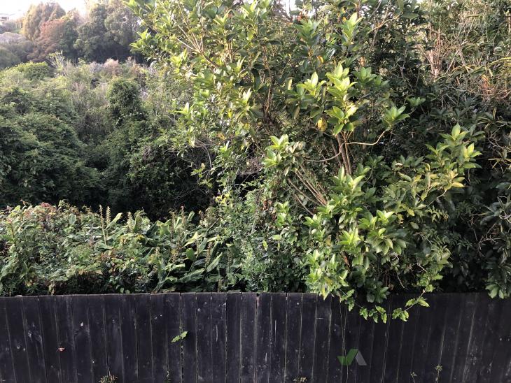 Clearing of 2m strip along fence line - overgrown land at fence ...
